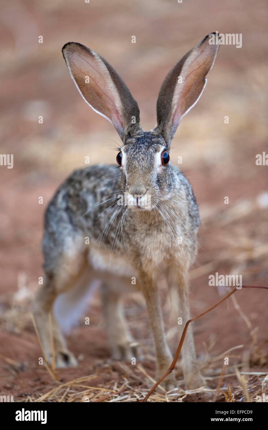 Scrub Hare Lepus saxatilis savannah Samburu National Reserve Kenya ...
