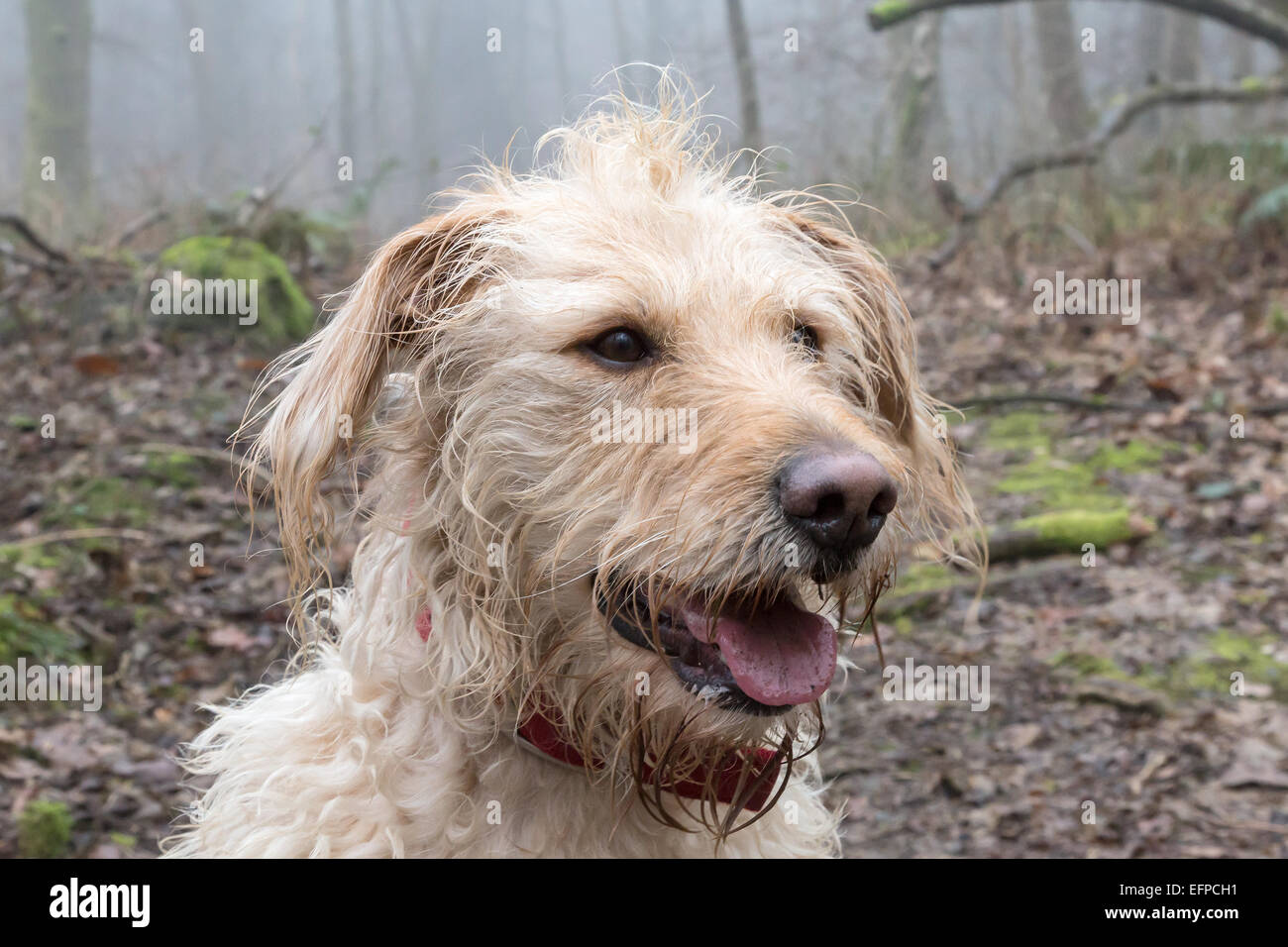 Yellow Labradoodle Portrait Stock Photo - Alamy