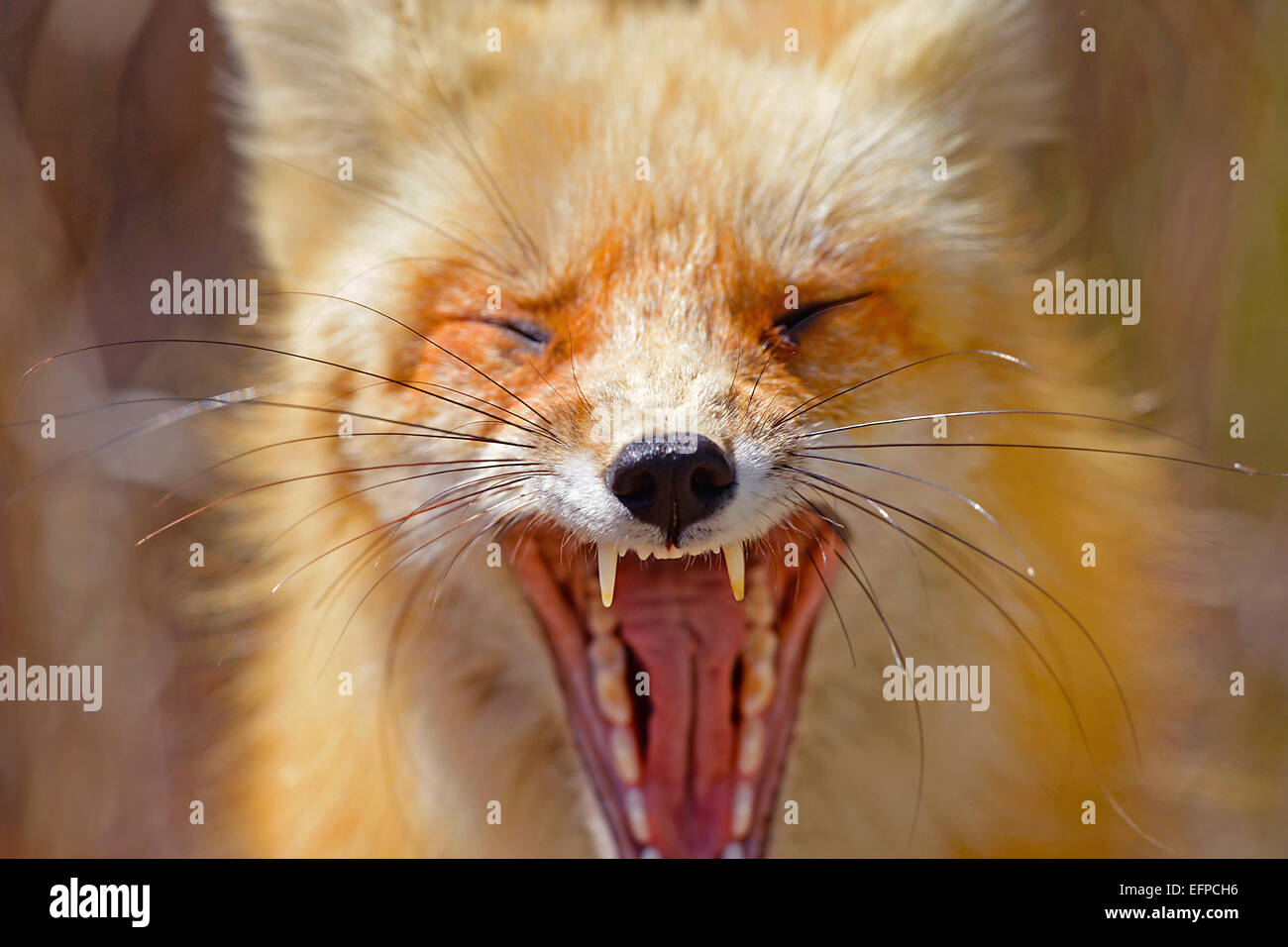 Red Fox with mouth open Stock Photo - Alamy
