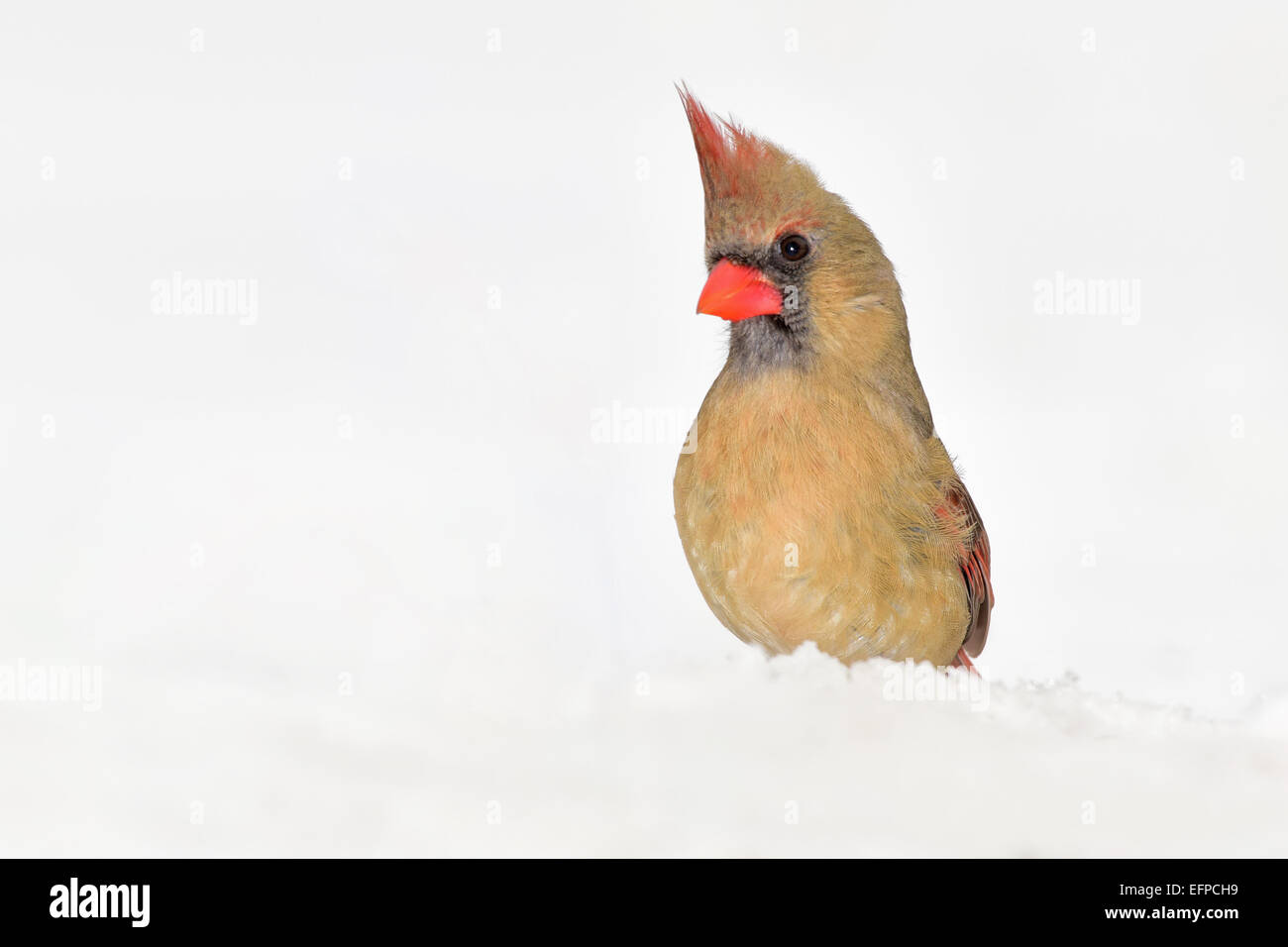 Female cardinal hi-res stock photography and images - Alamy