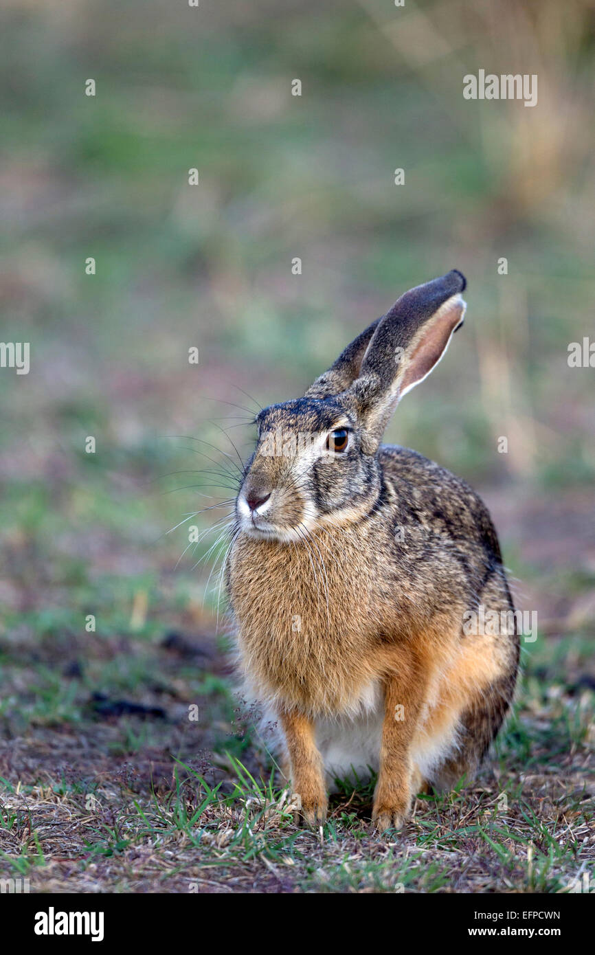 African hare hi-res stock photography and images - Alamy
