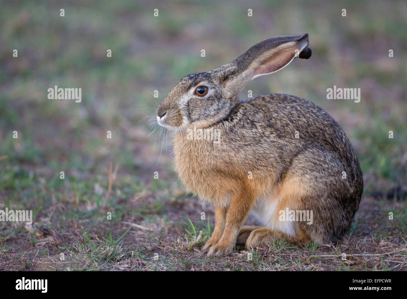 Cape Hare African Hare Lepus capensis savannah Masai Mara Kenya Stock ...