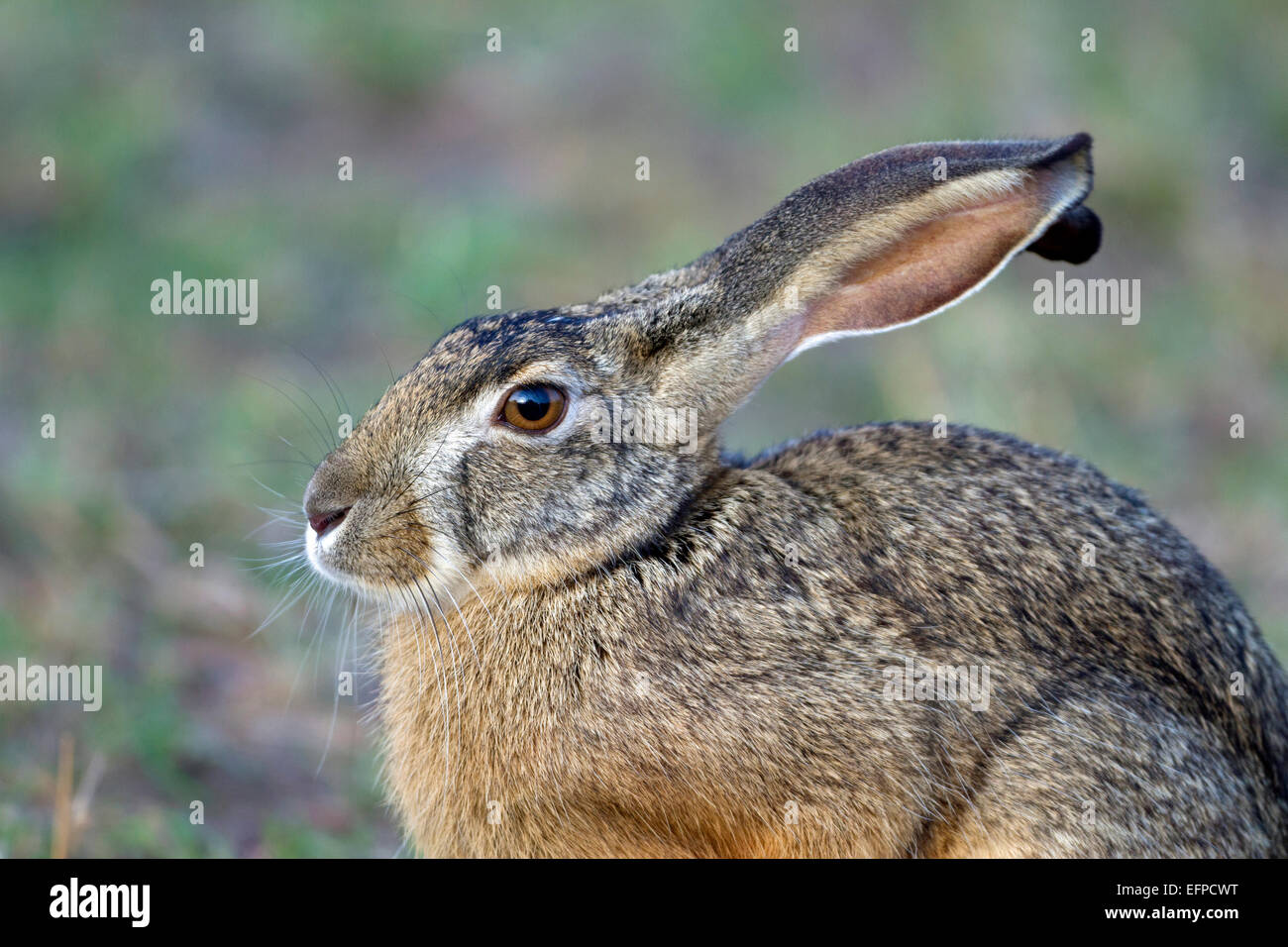 Cape Hare African Hare Lepus capensis savannah Masai Mara Kenya Stock ...