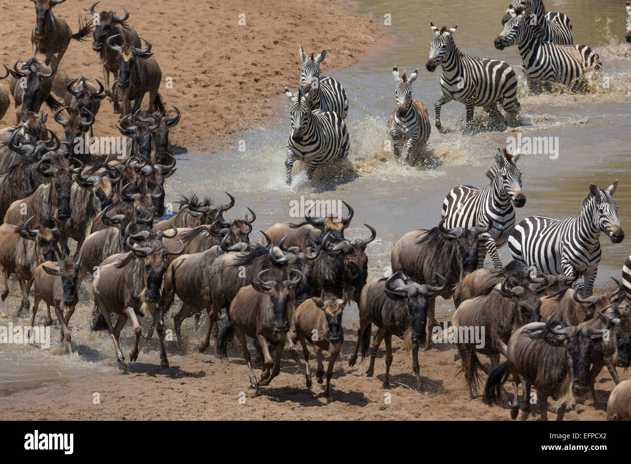 Blue Wildebeest Connochaetes taurinus Zebra Equus quagga crossing the ...