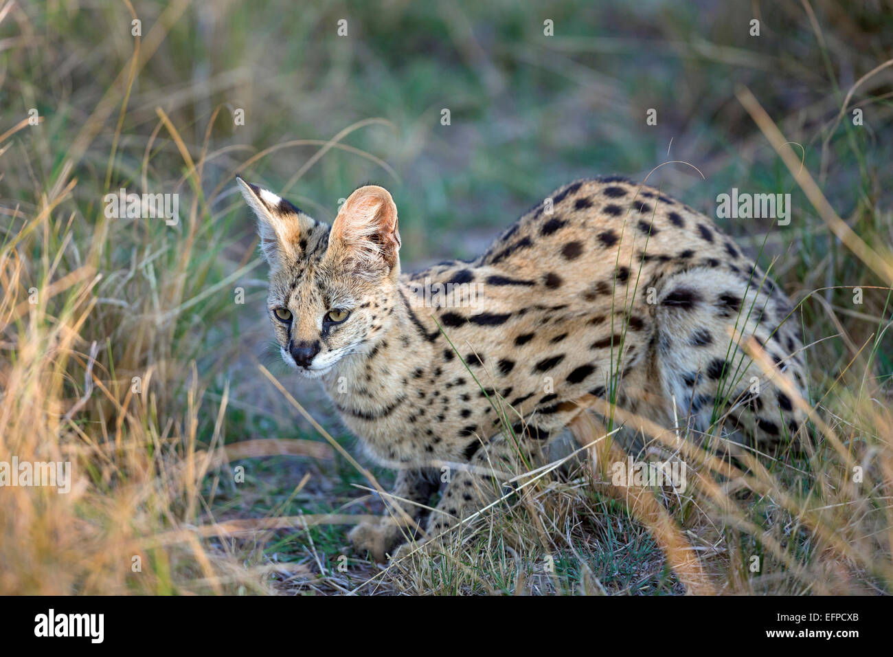 Serval Felis serval Leptailurus serval vegetation Maasai Mara National ...