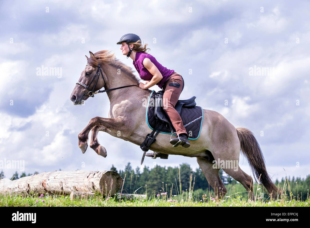 Icelandic horse cross hi-res stock photography and images - Alamy