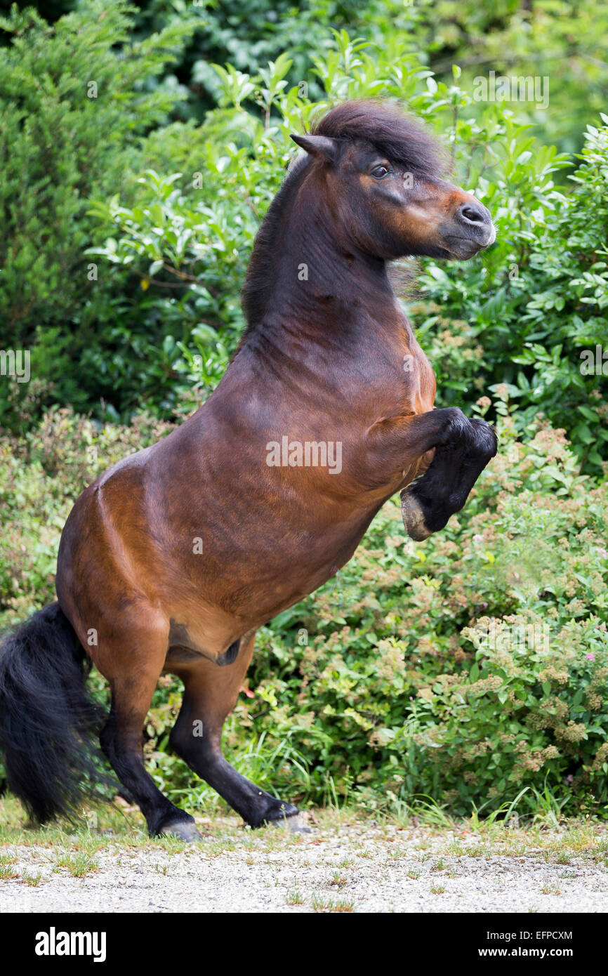 Shetland pony horse rearing hi-res stock photography and images - Alamy