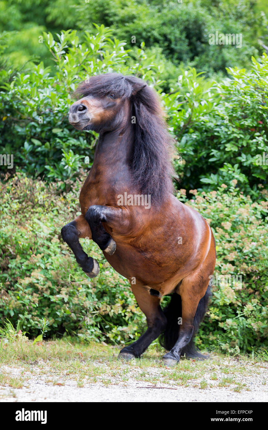 Shetland Pony Bay gelding rearing pasture Germany Stock Photo - Alamy