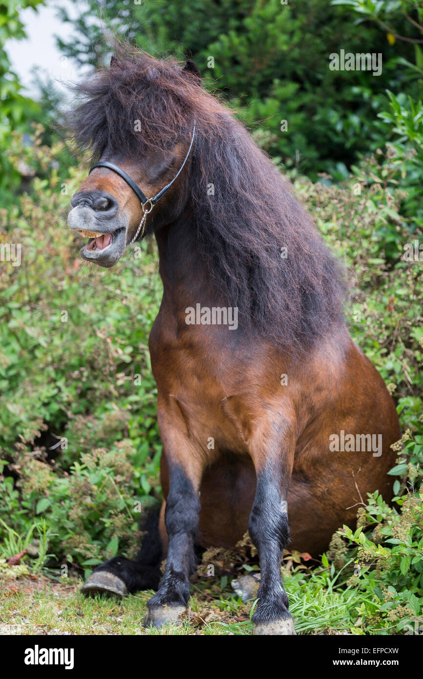 Shetland Pony Bay gelding sitting pasture while doing the flehmen ...