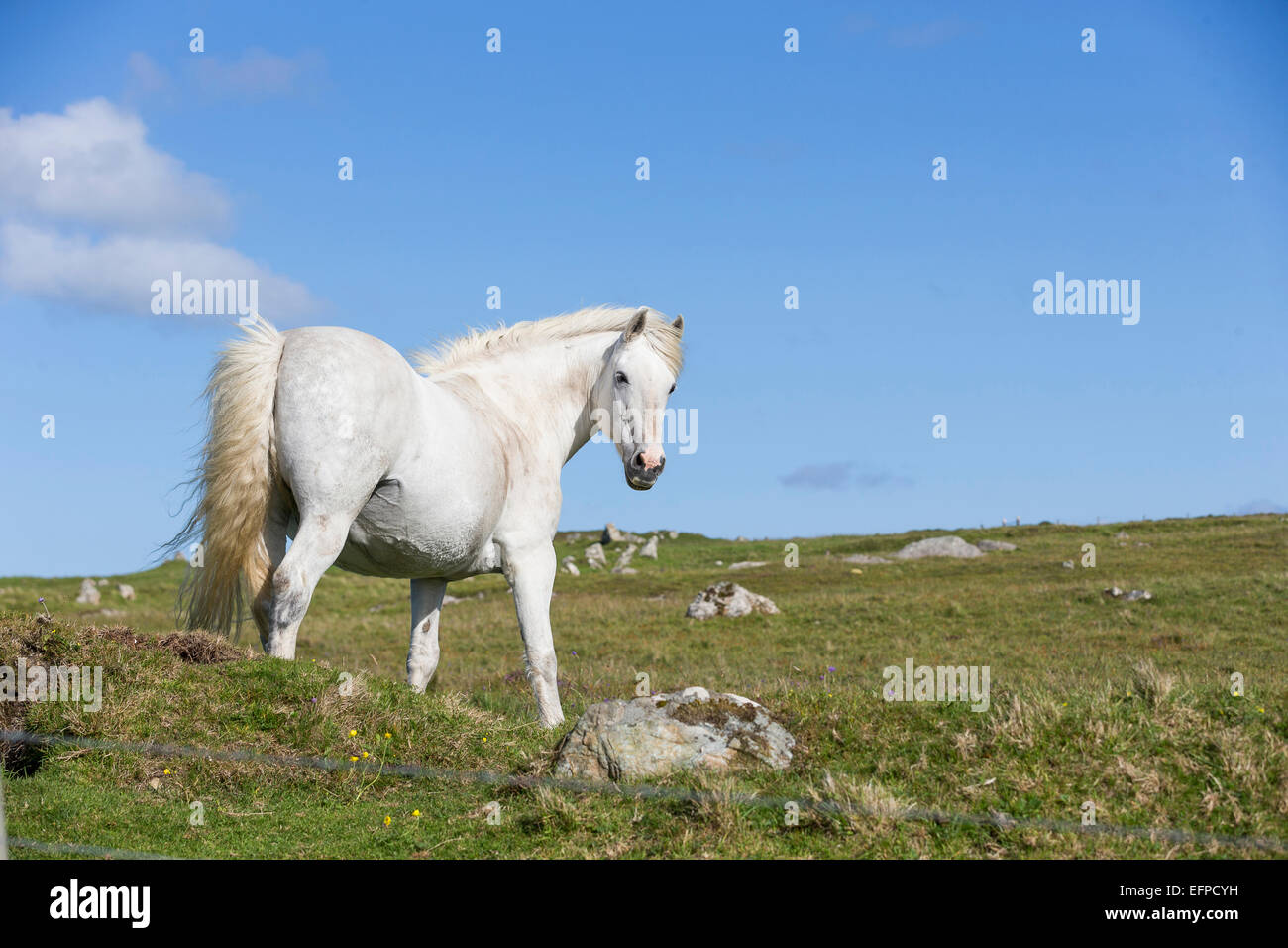 Irish draught grey hi-res stock photography and images - Alamy