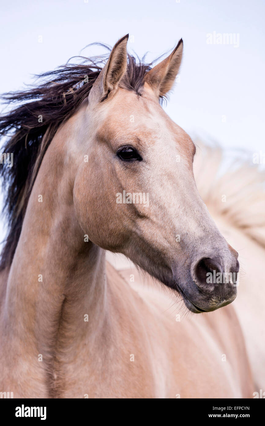 Irish draught horse hi-res stock photography and images - Alamy