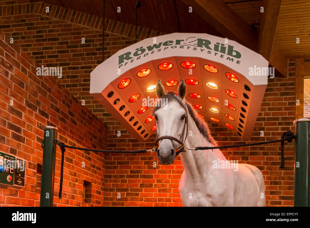 Solarium horse hi-res stock photography and images - Alamy