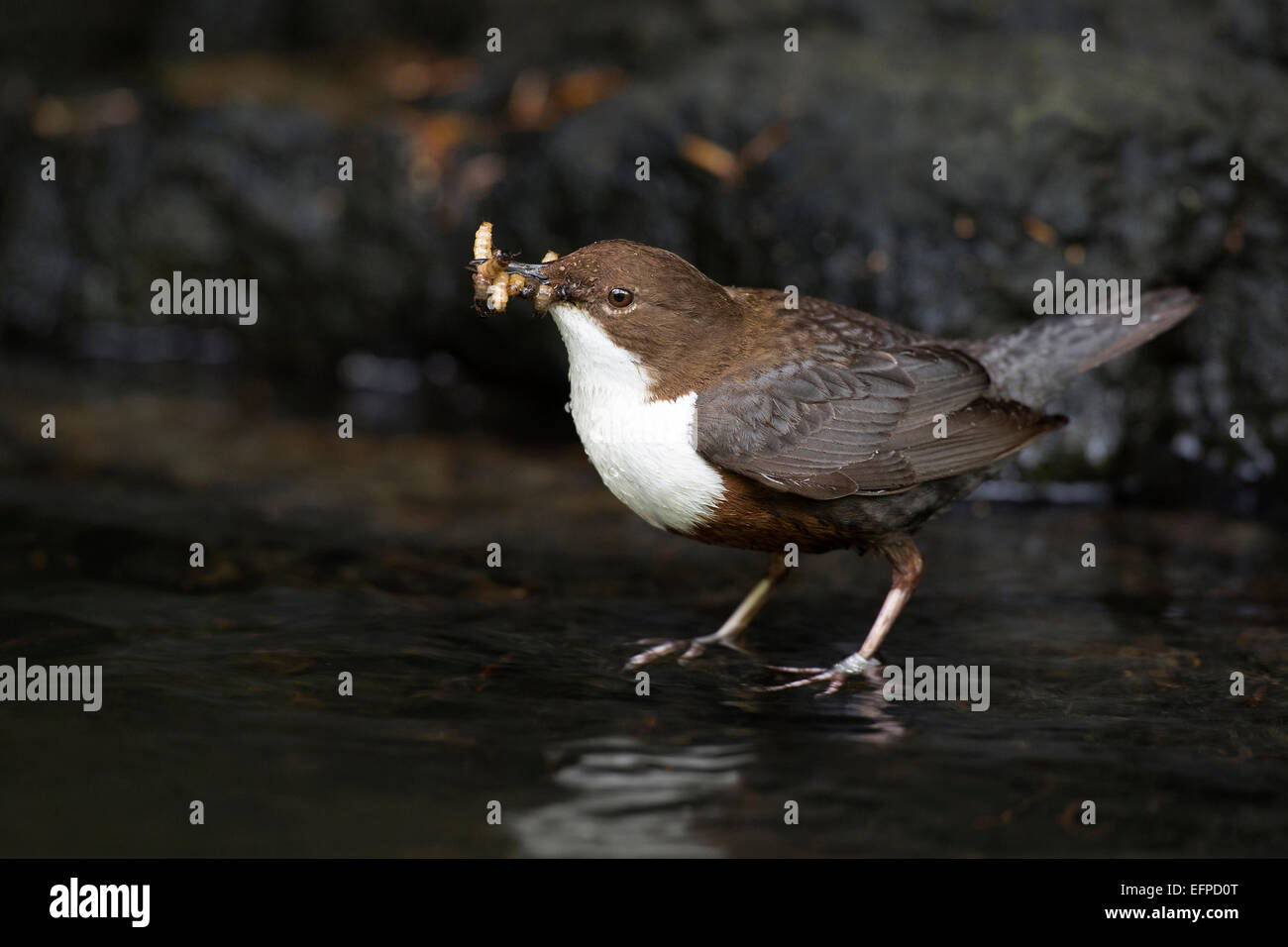 Dipper Cinclus cinclus insect larvae beak standing shallow water ...