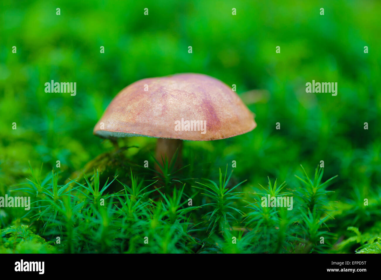 chestnut Marone mushroom in fresh green moss Stock Photo - Alamy