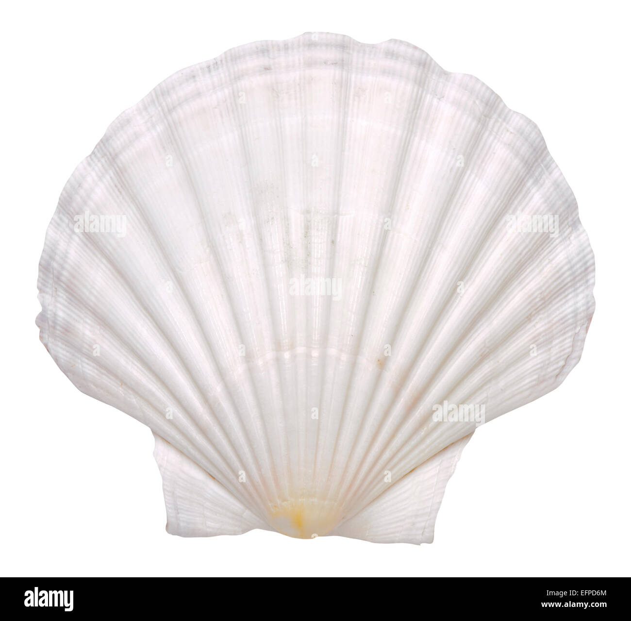 Clam shell hi-res stock photography and images - Alamy