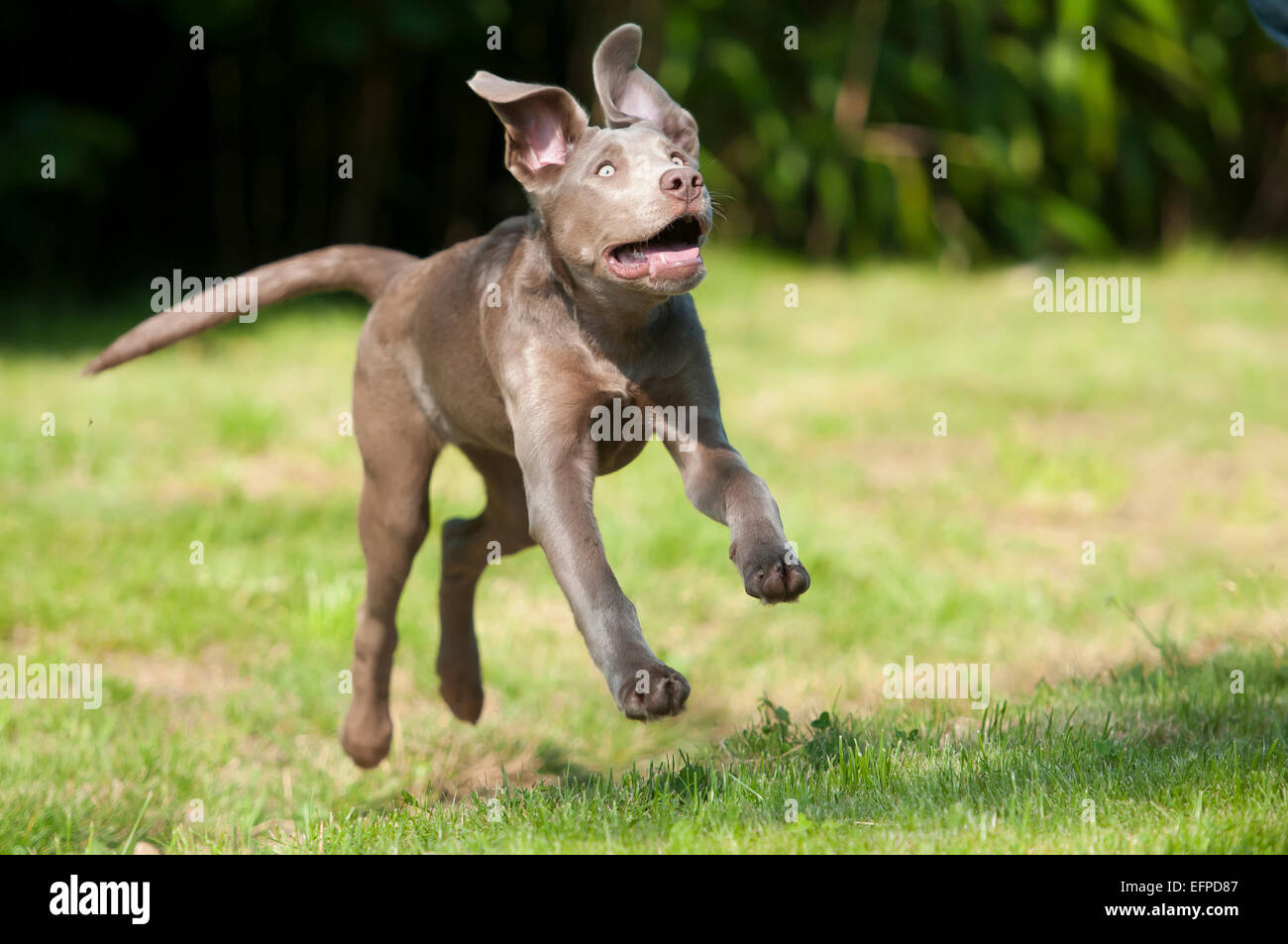 Labrador Retriever Silver female puppy 16 weeks old running lawn ...