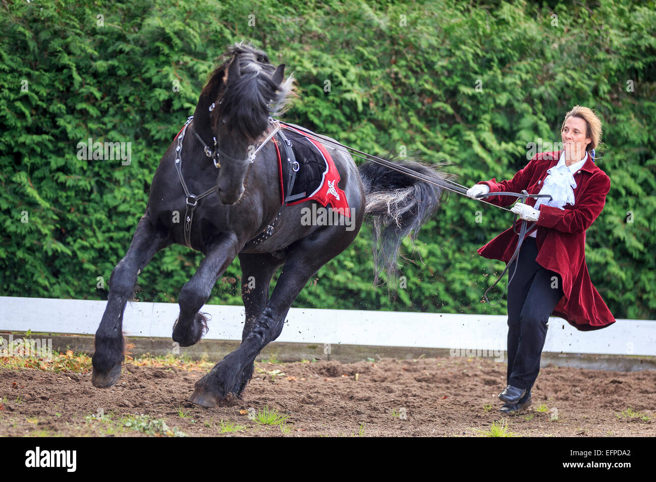 Frisian Horse galloping long- rein Germany Stock Photo - Alamy