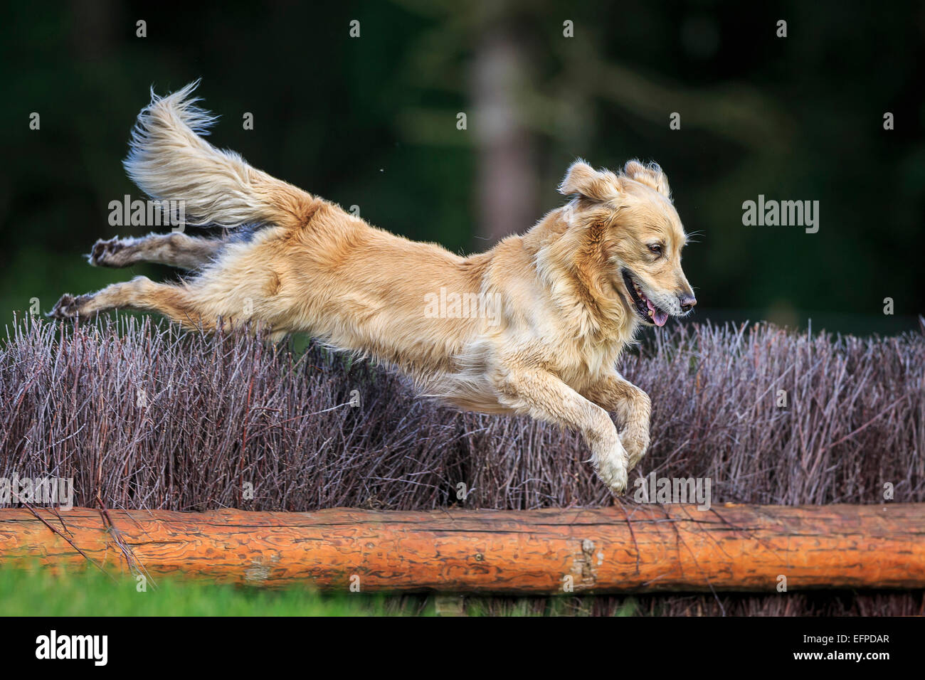 Golden Retriever jumping over obstacle cross-country course Germany ...
