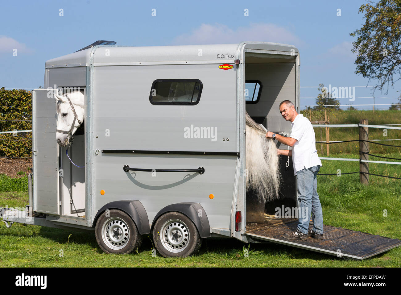 Holsteiner Horse Man grooming gray horse standing horse trailer Germany ...