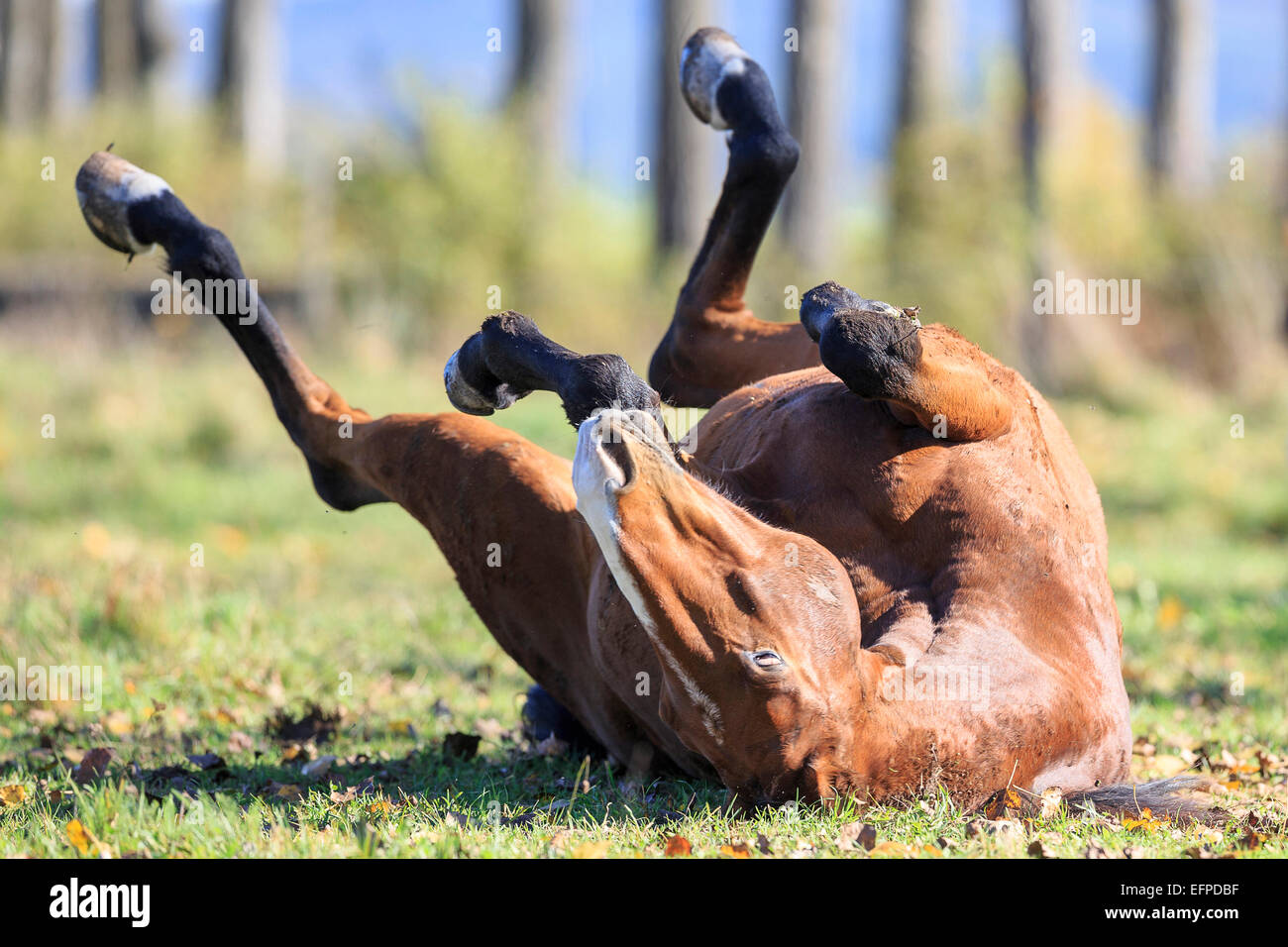 Hanoverian Horse. Gelding rolling on a pasture Germany Stock Photo - Alamy