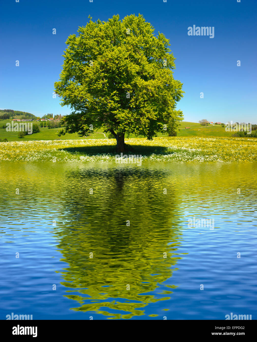 Tree reflection on lake surface hi-res stock photography and images - Alamy