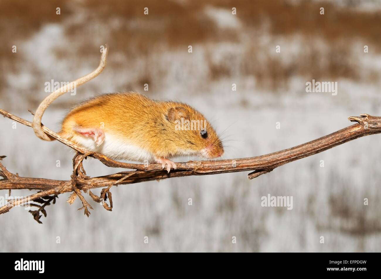 Field mouse uk hi-res stock photography and images - Alamy