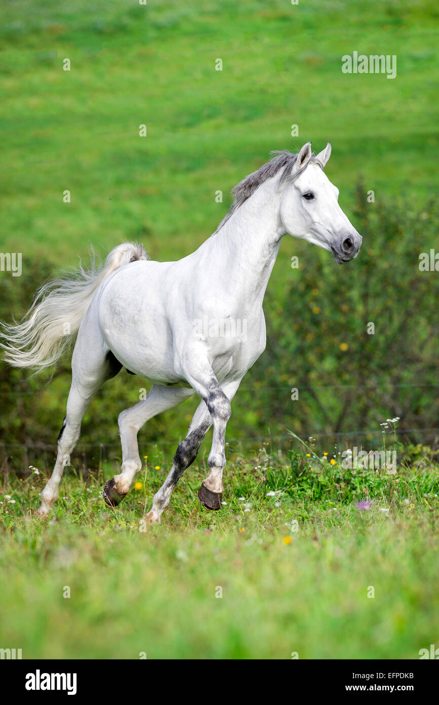 Holsteiner Horse Gray adult trotting pasture Germany Stock Photo - Alamy