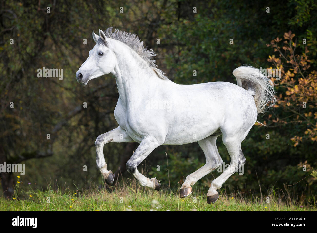 Holsteiner Horse Gray adult galloping pasture Germany Stock Photo - Alamy