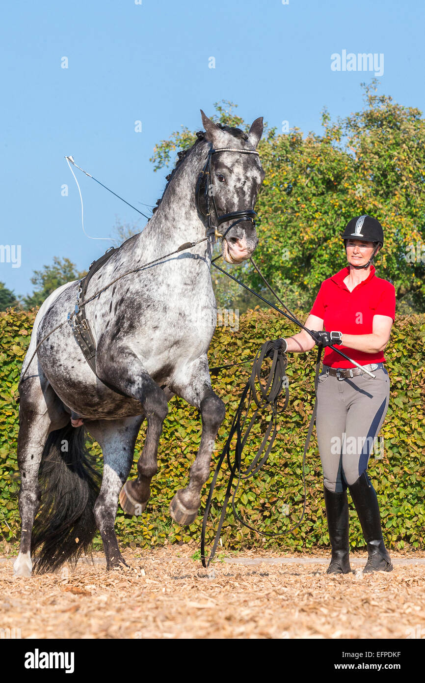 Knabstrup Horse Leopard-spotted stallion performing pirouette gallop ...