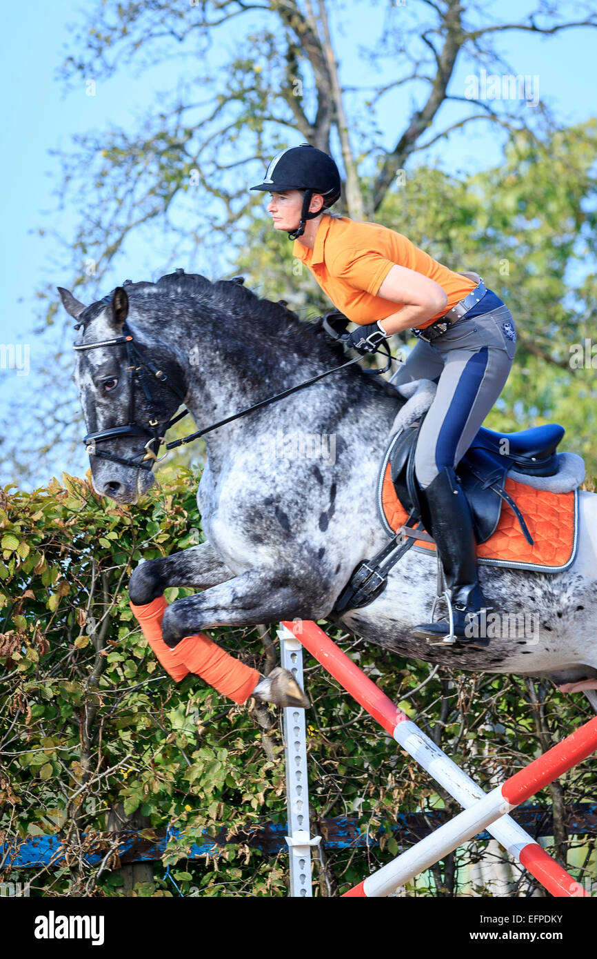 Knabstrup Horse Woman rider leopard-spotted stallion jumping over ...