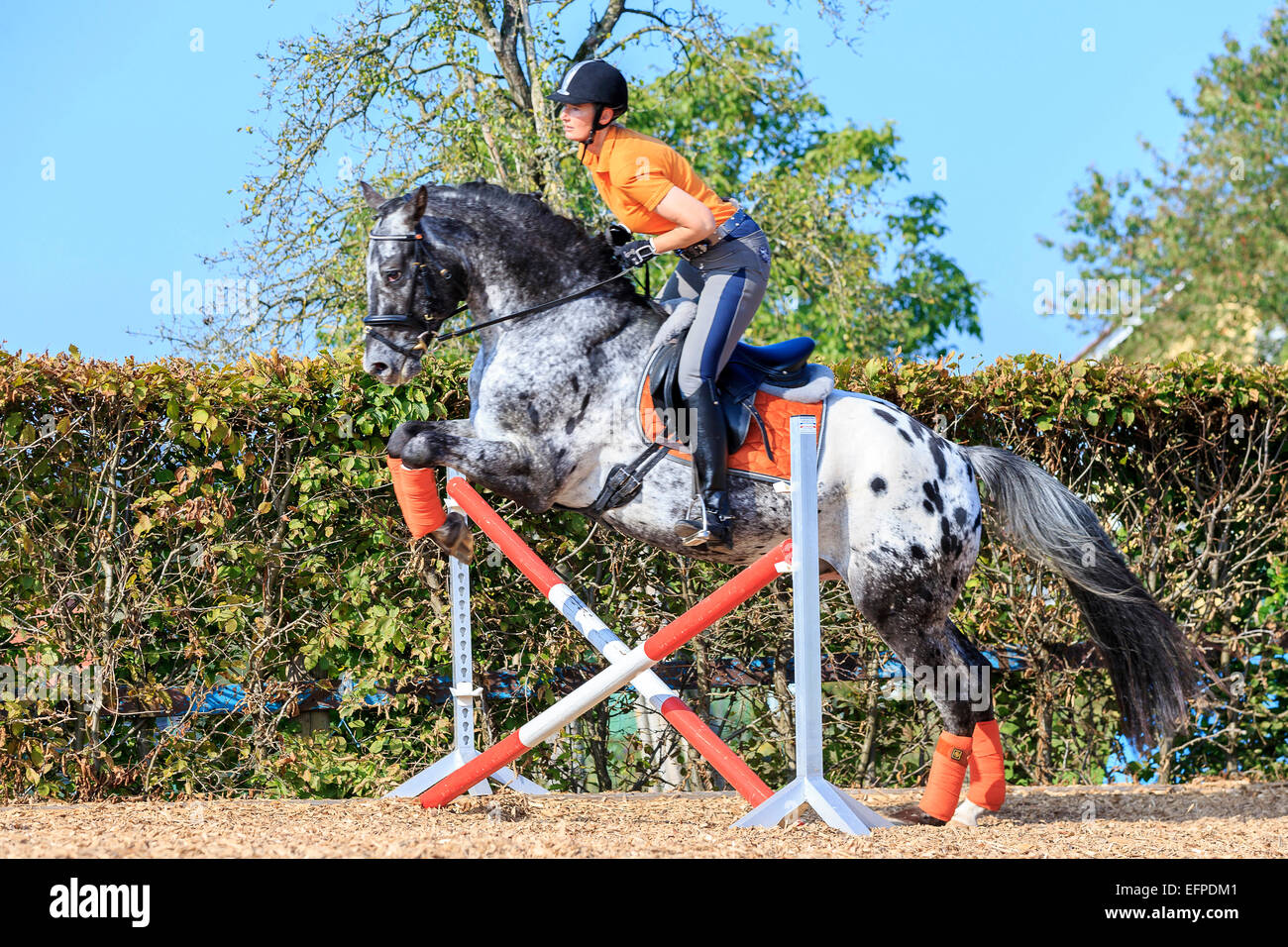 Knabstrup Horse Woman rider leopard-spotted stallion jumping over ...