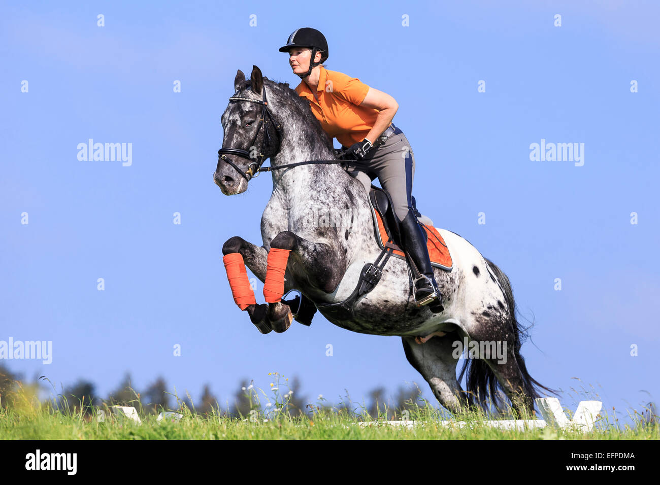 Knabstrup Horse Woman rider leopard-spotted stallion jumping over ...