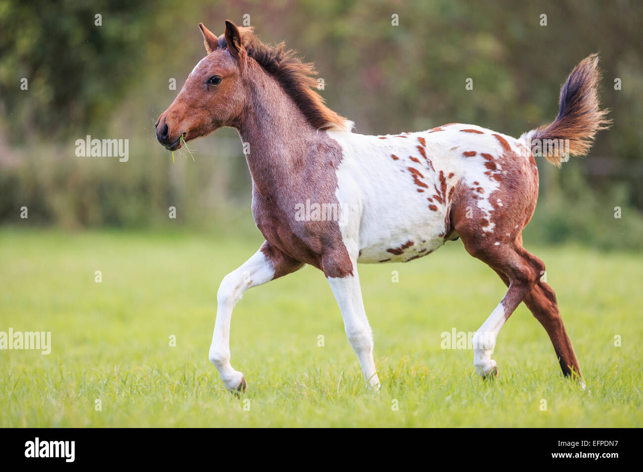 Lewitzer Pony Leopard-spotted foal trotting pasture Germany Stock Photo ...