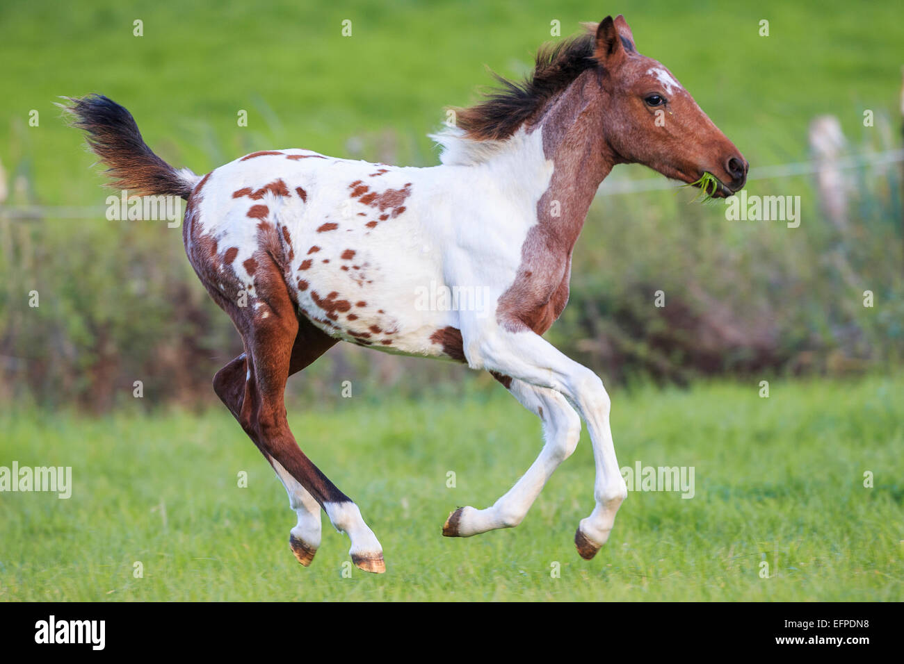 Lewitzer Pony Leopard-spotted foal galloping pasture Germany Stock ...