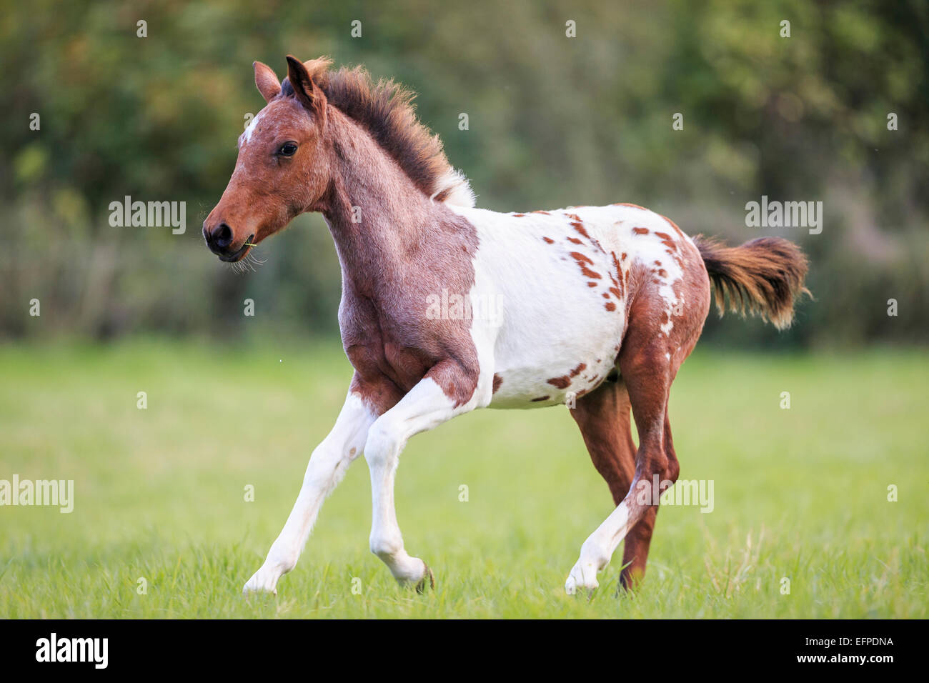 Lewitzer Pony Leopard-spotted foal galloping pasture Germany Stock ...