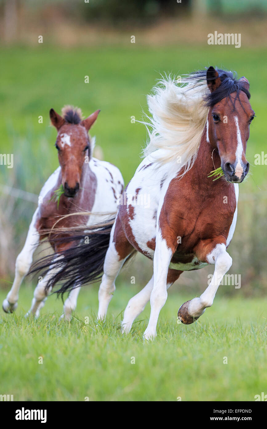 Lewitzer Pony Skewbald mare foal galloping pasture Germany Stock Photo ...