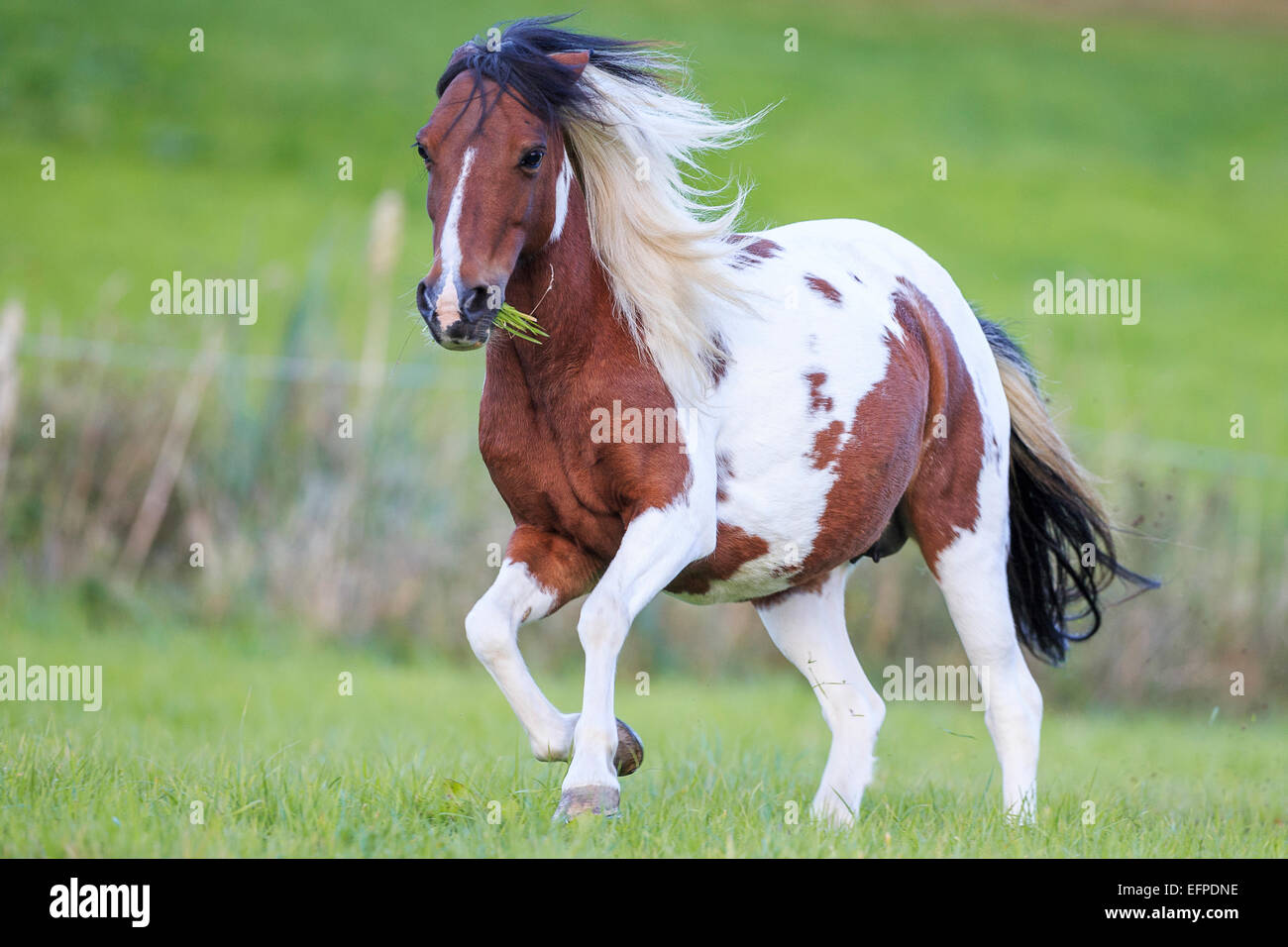 Lewitzer Pony Skewbald mare galloping pasture Germany Stock Photo - Alamy