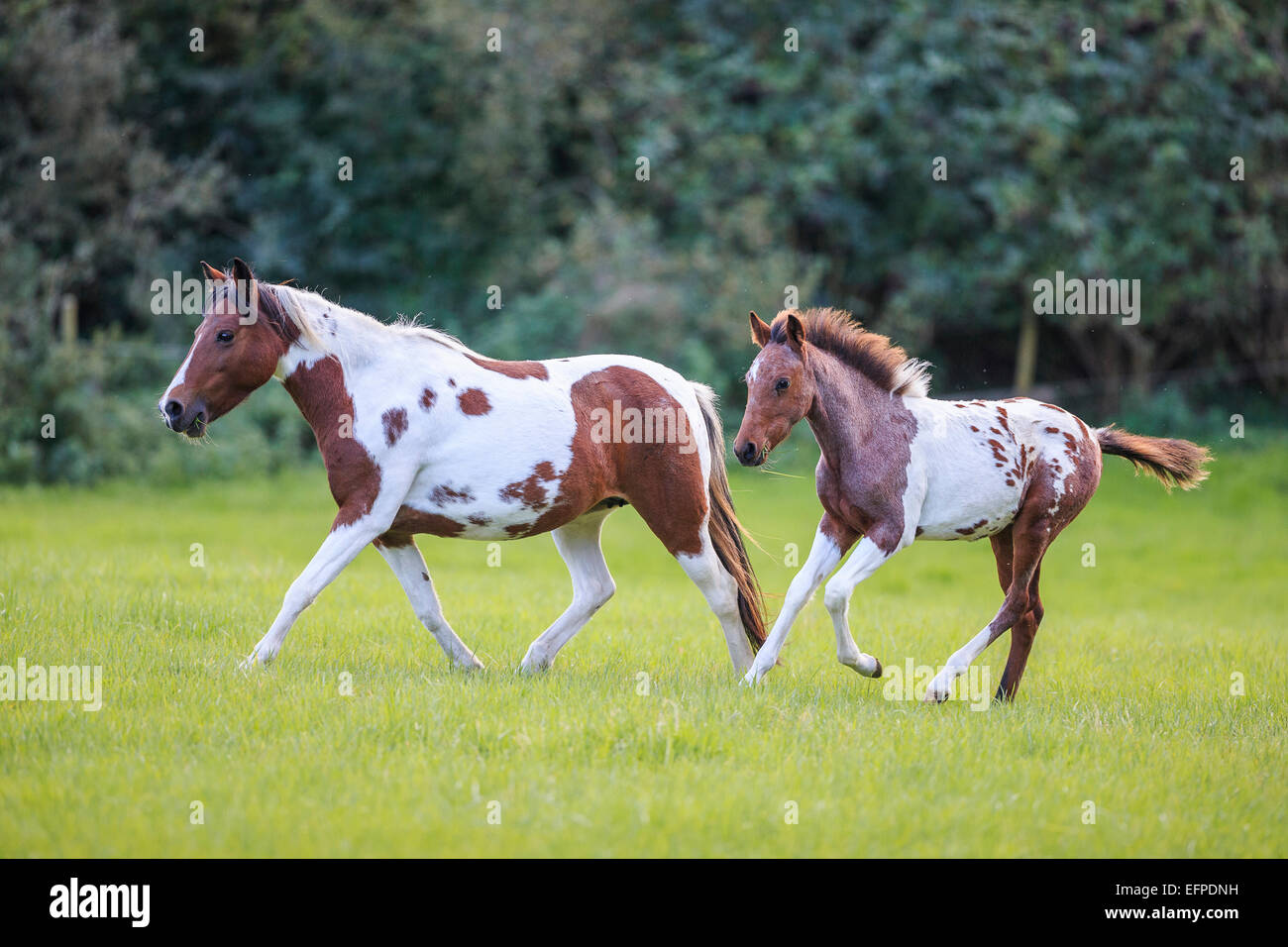 Lewitzer Pony Skewbald mare foal trotting galloping pasture Germany ...