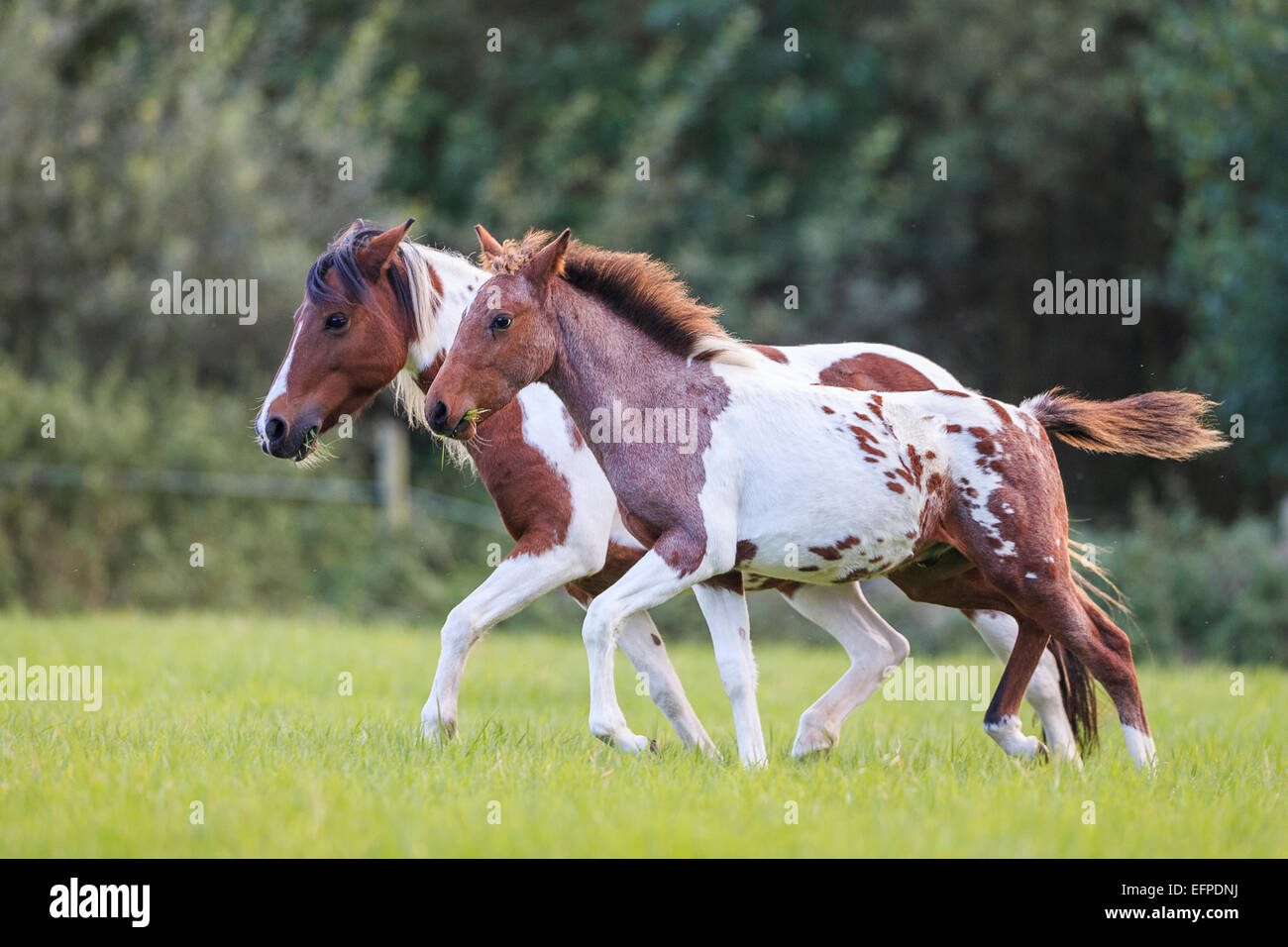 Lewitzer Pony Skewbald mare foal trotting pasture Germany Stock Photo ...