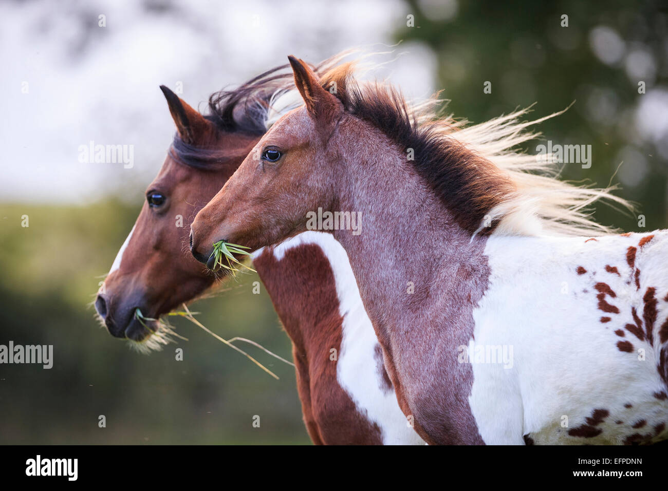 Lewitzer Pony Skewbald mare foal pasture Germany Stock Photo - Alamy