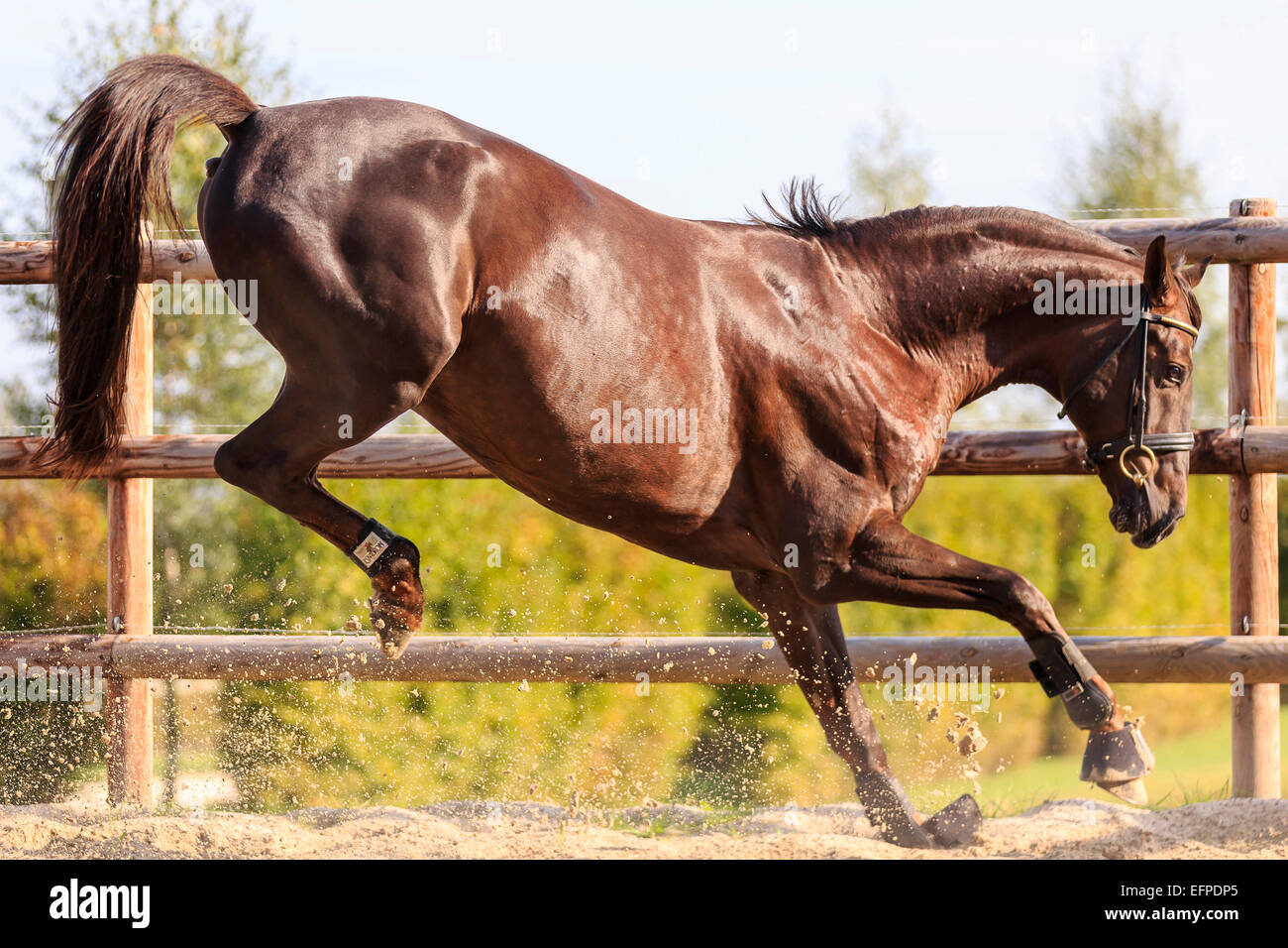 Oldenburg Horse Chestnut stallion bucking paddock Germany Stock Photo ...