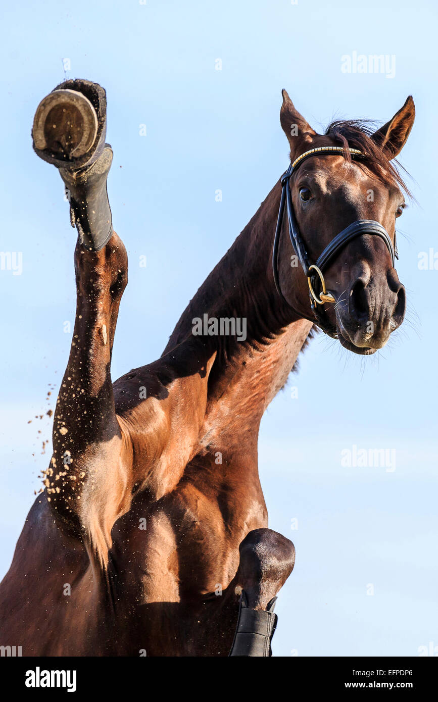 Chestnut stallion rearing raising hi-res stock photography and images ...