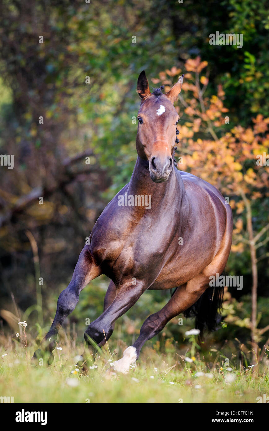 Oldenburg Horse Bay mare galloping pasture Germany Stock Photo - Alamy