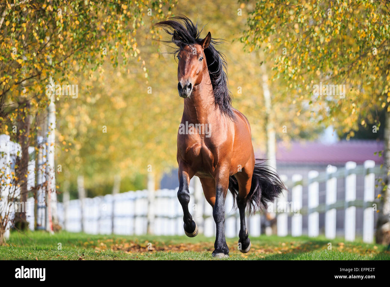 Pure Spanish Horse Andalusian Bay stallion trotting pasture Germany ...
