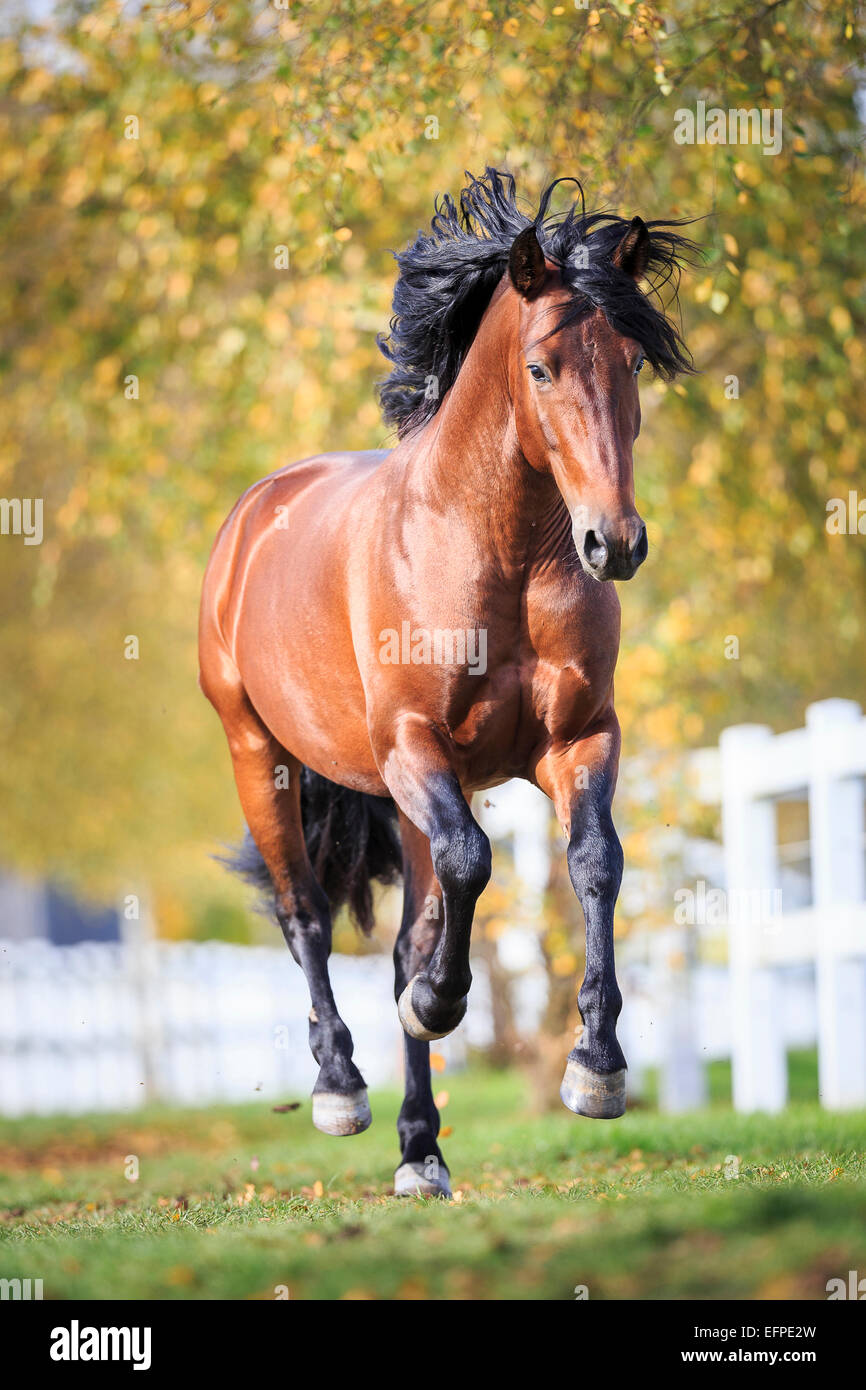 Pure Spanish Horse Andalusian Bay stallion galloping pasture Germany ...