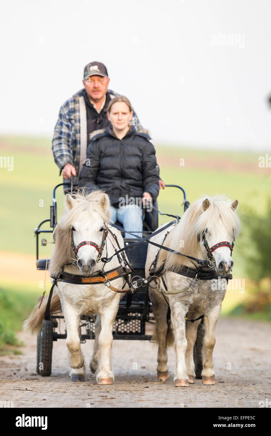 Shetland pony carriage hi-res stock photography and images - Alamy