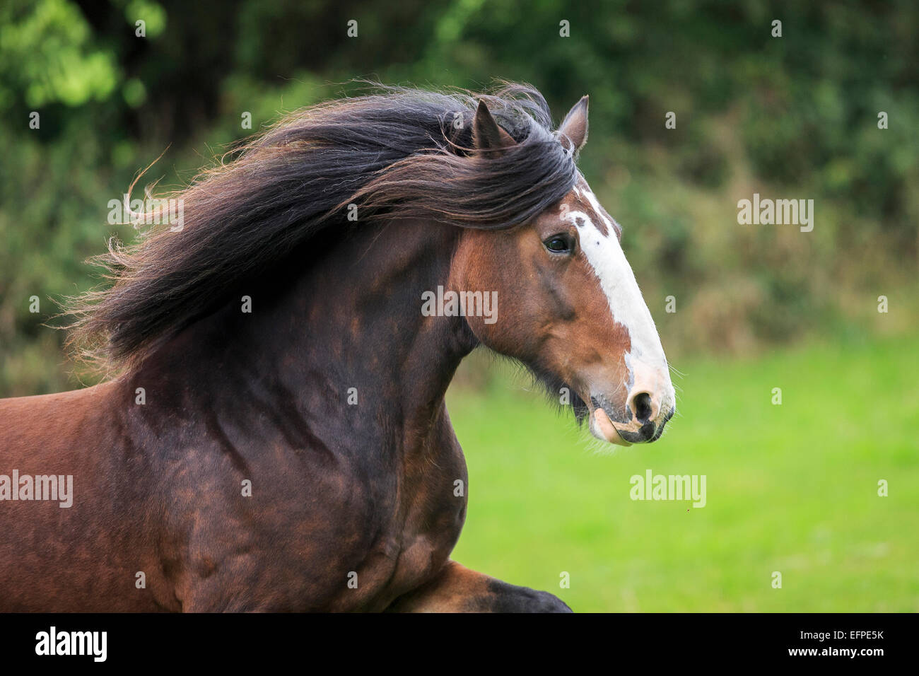 Shire horse head hi-res stock photography and images - Alamy