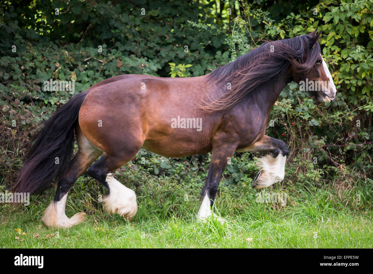 Bay Shire Horse