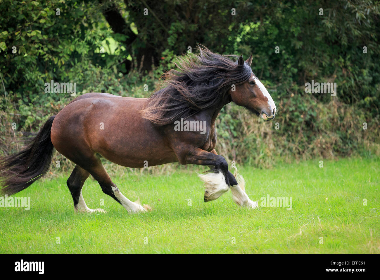 Shire mare hi-res stock photography and images - Alamy