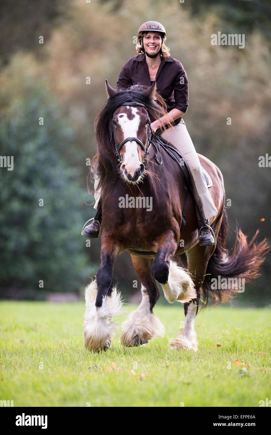 Shire Horses Jumping